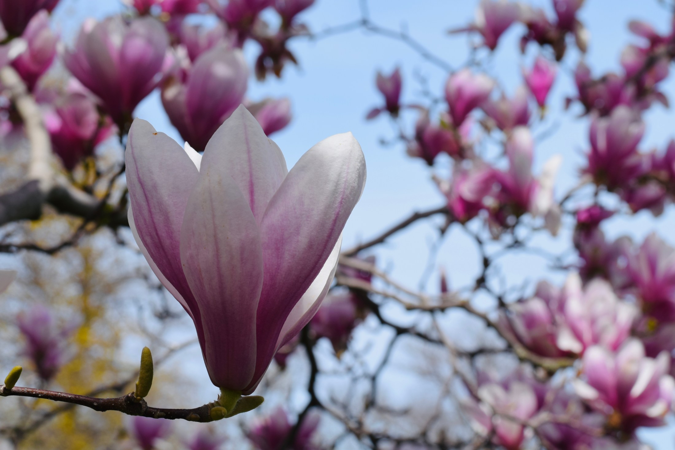 Magnolia Alley Niagara Falls Love at First Sight – Life with Alegria